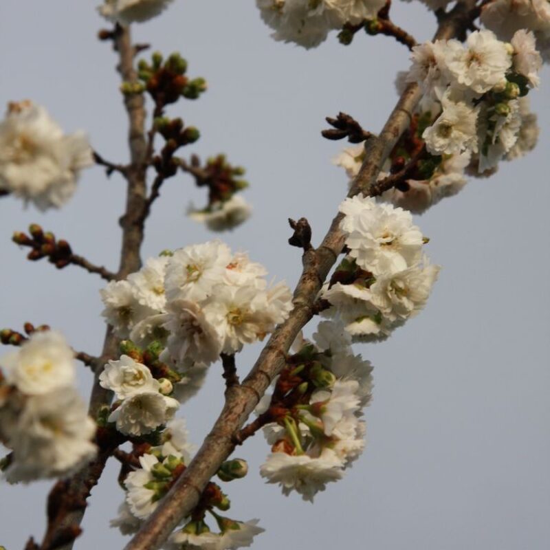 Prunus 'Powder Puff' | Frank P Matthews