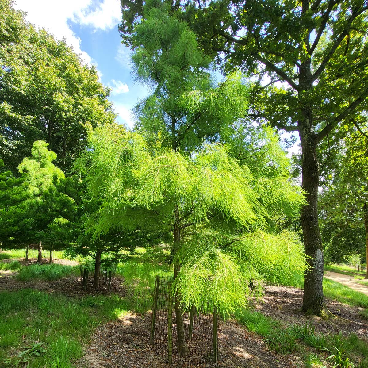 Taxodium distichum var. imbricarium 'Nutans' | Frank P Matthews