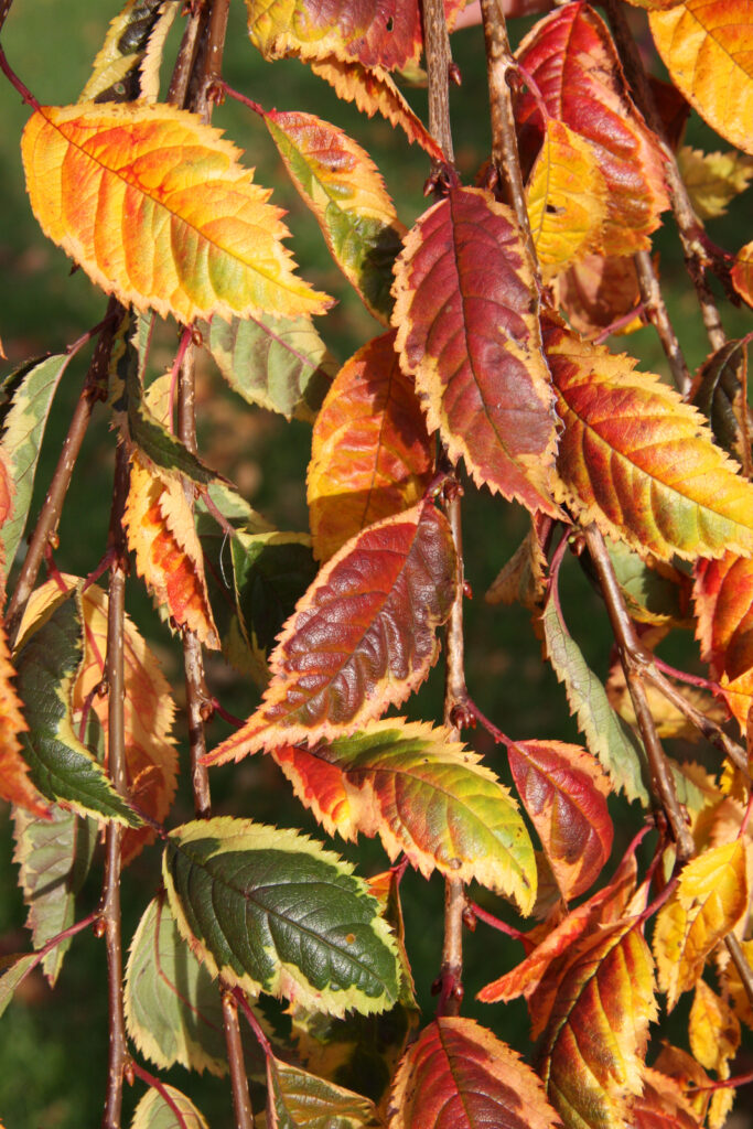 Prunus 'Frilly Frock'™ | Frank P Matthews
