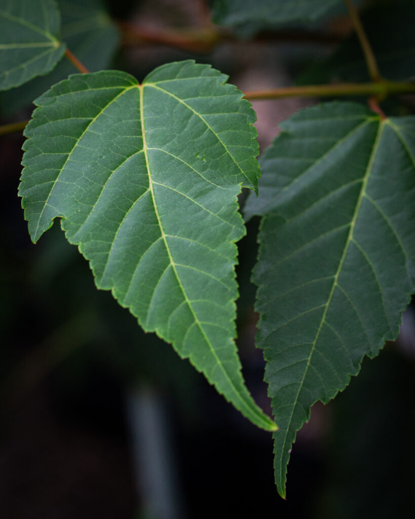 Acer davidii 'Viper'® (Mindavi) | Frank P Matthews