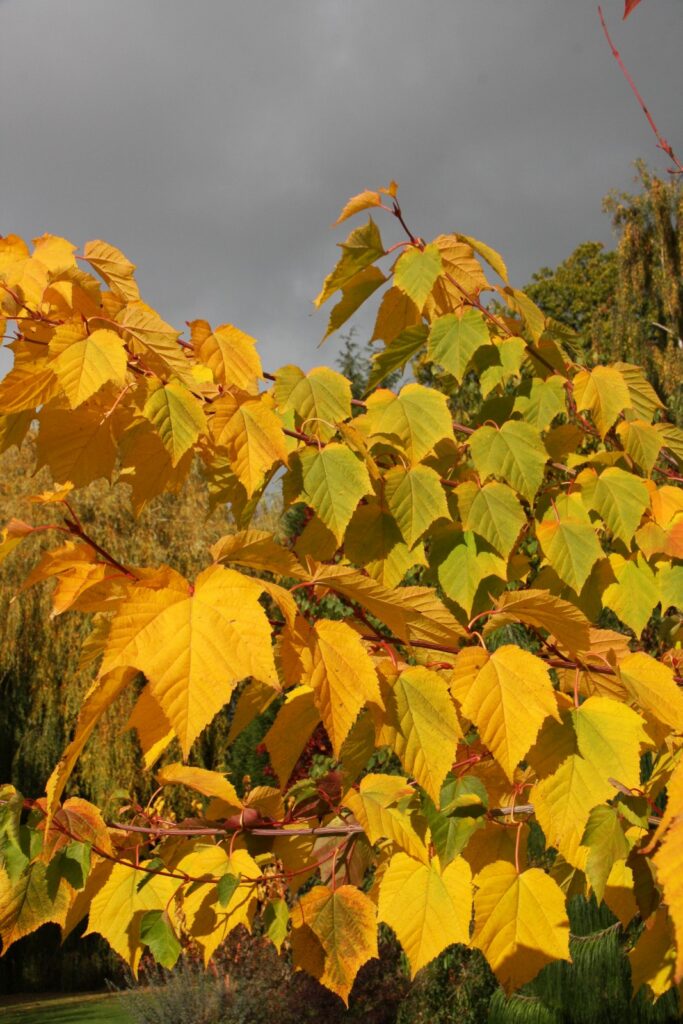 Acer davidii 'Viper'® (Mindavi) | Frank P Matthews