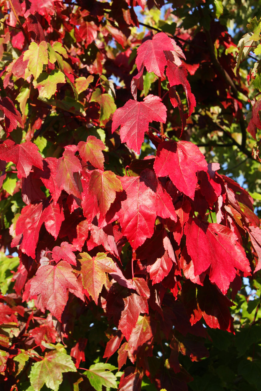 Acer rubrum 'Scanlon' | Frank P Matthews