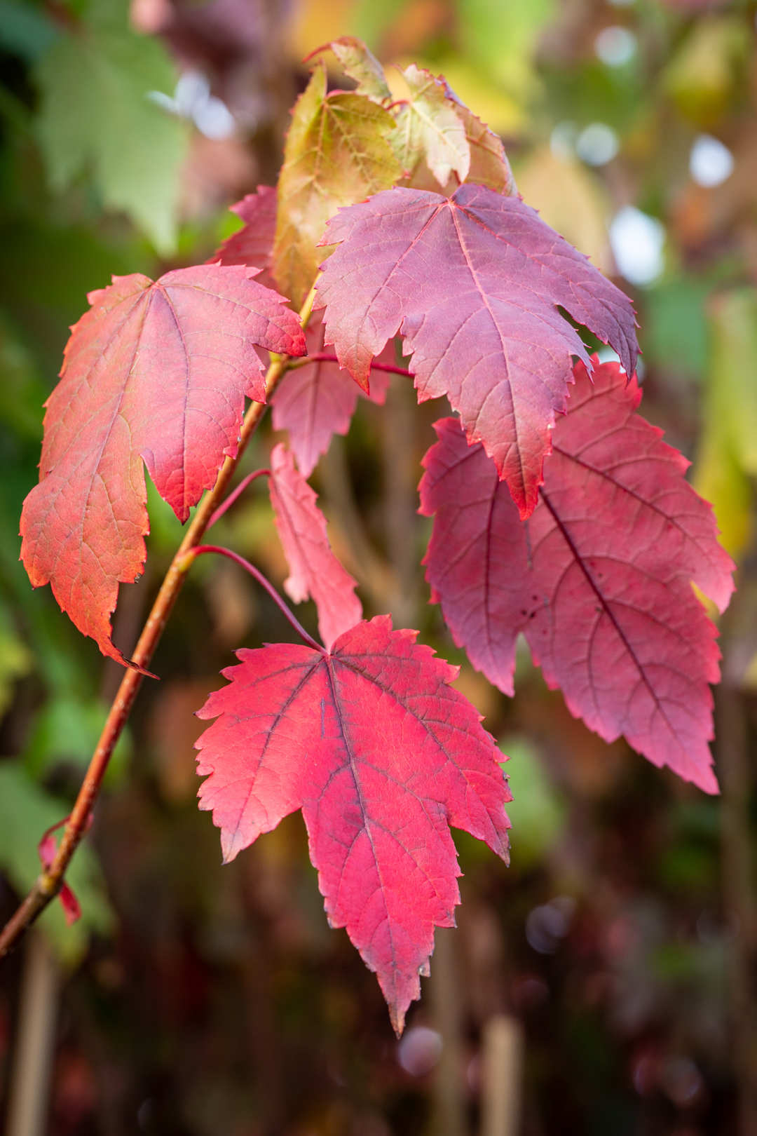 Acer rubrum 'Scanlon' | Frank P Matthews