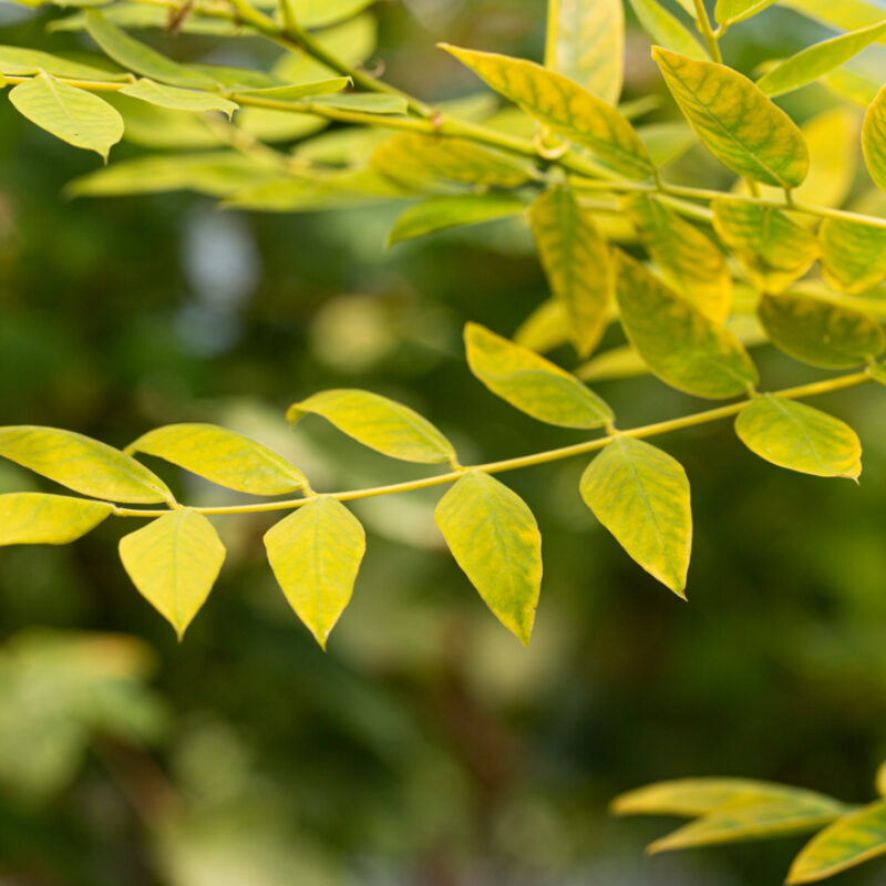 Sophora japonica 'Gold Standard' | Frank P Matthews