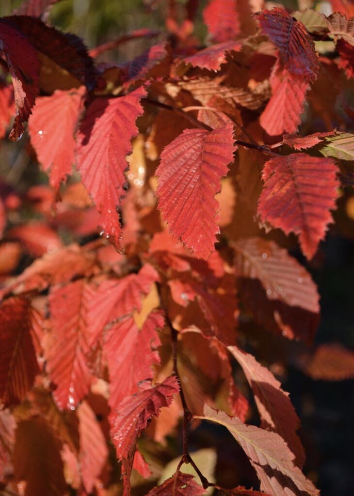 Carpinus betulus 'Rockhampton Red'® | Frank P Matthews