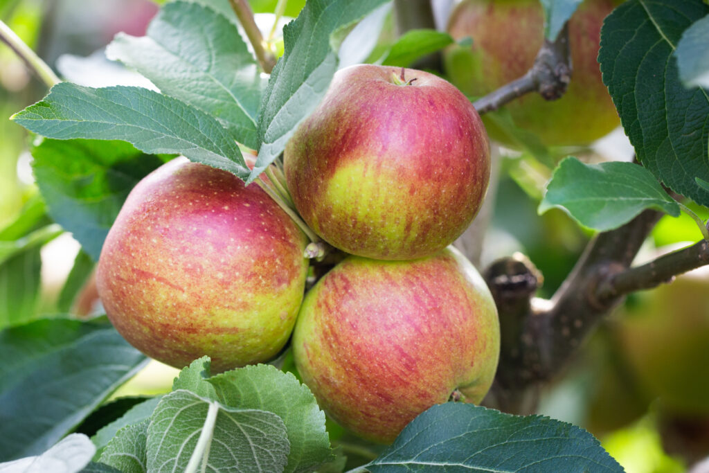 Core Blimey™ | Frank P Matthews