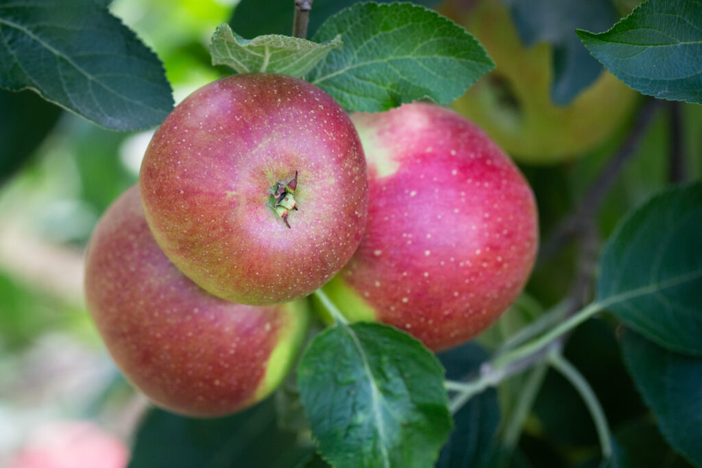 Core Blimey™ | Frank P Matthews