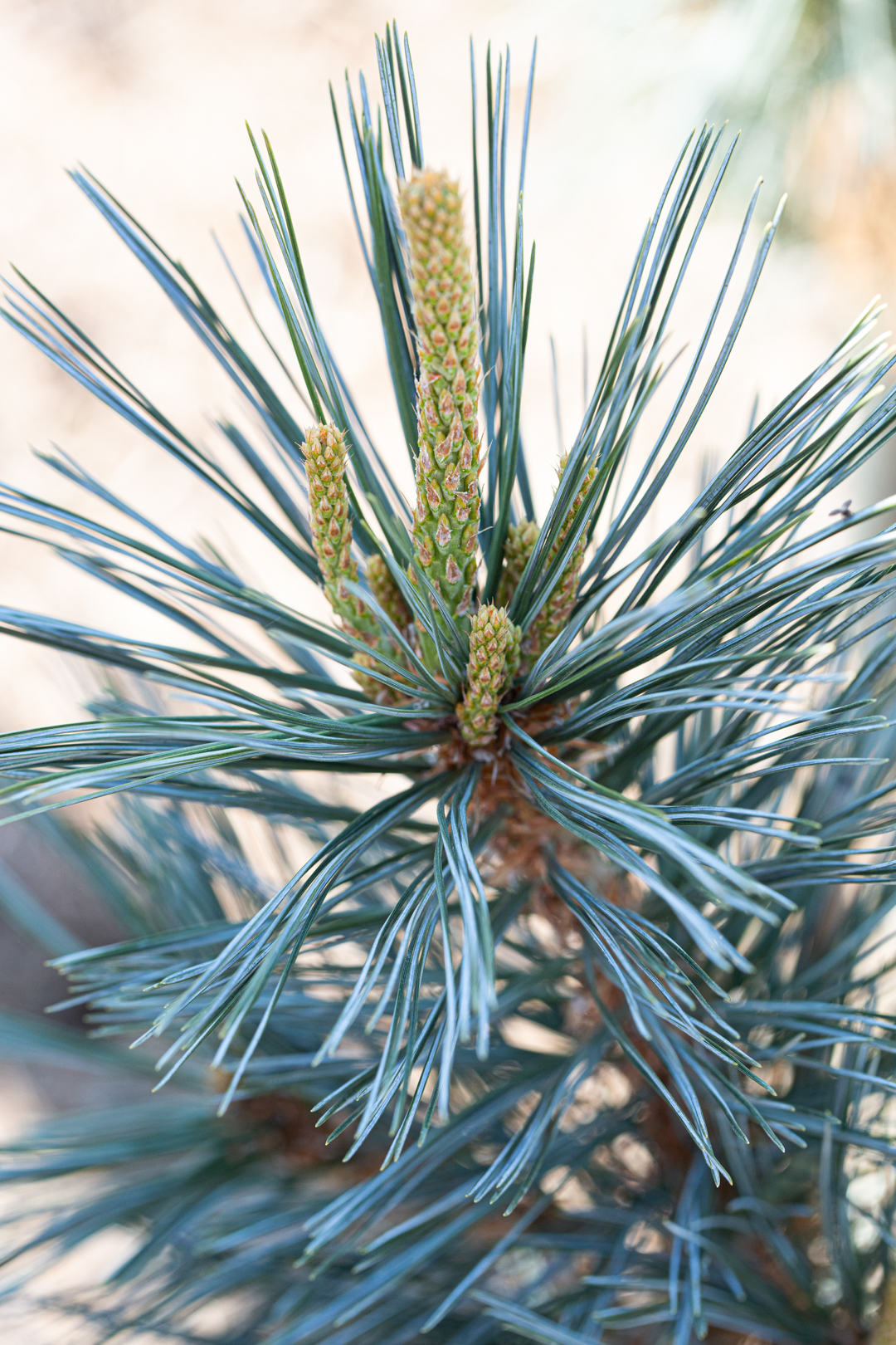 Pinus flexilis 'Vanderwolf's Pyramid' | Frank P Matthews