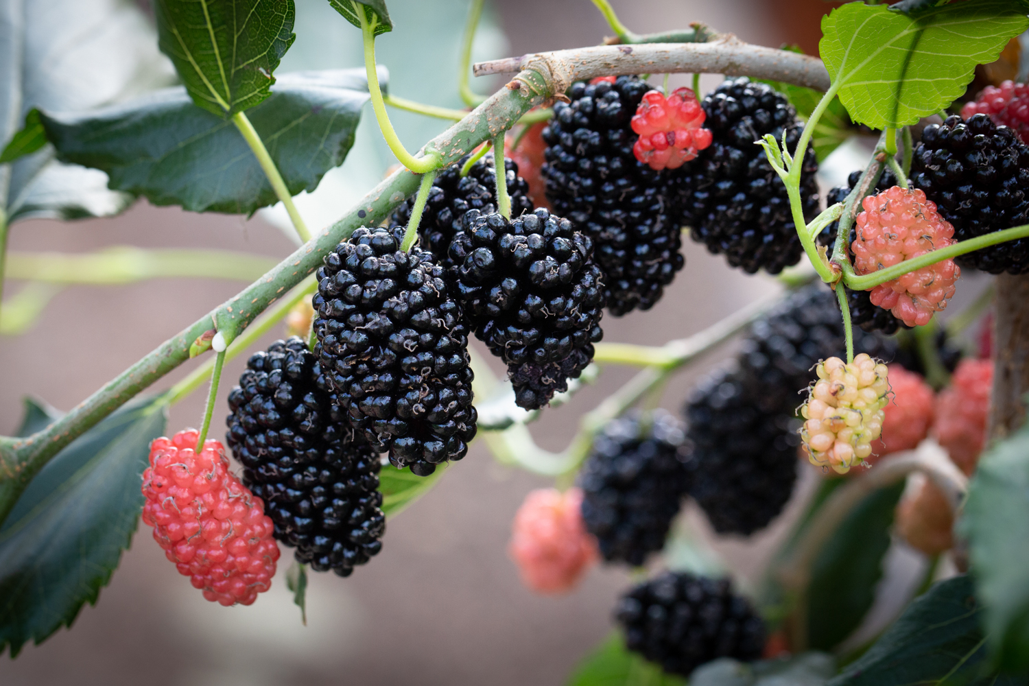 Mojo Berry® | Frank P Matthews