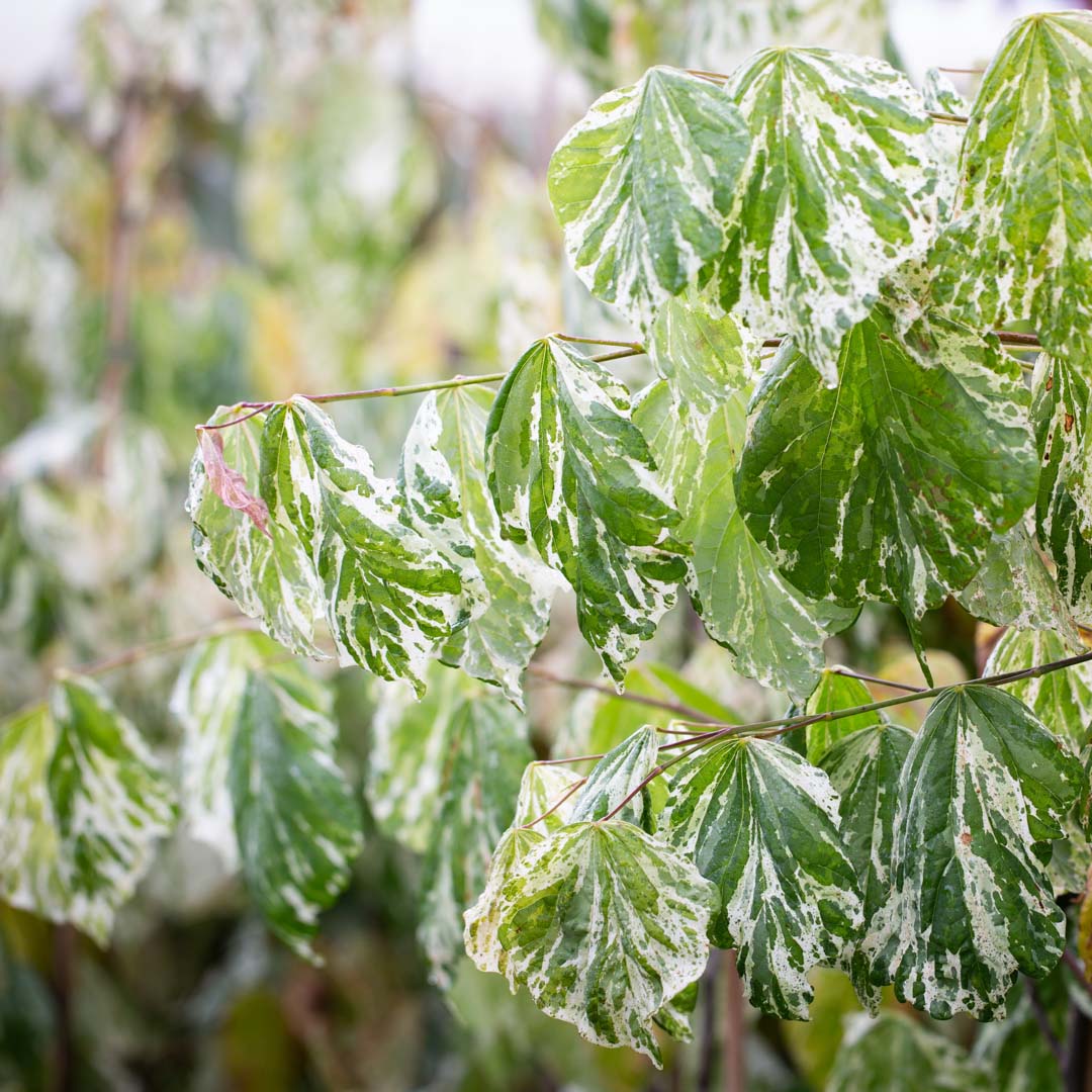 Cercis canadensis 'Alley Cat' | Eastern Redbud | Ornamental Trees ...