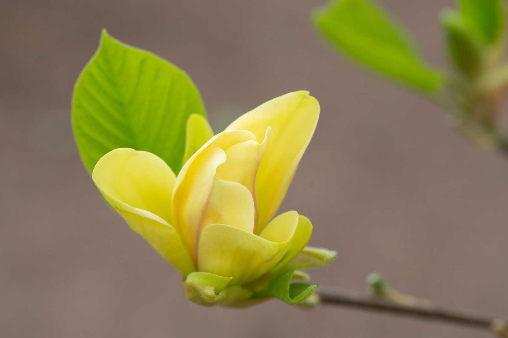 Magnolia 'Hot Flash' | Frank P Matthews