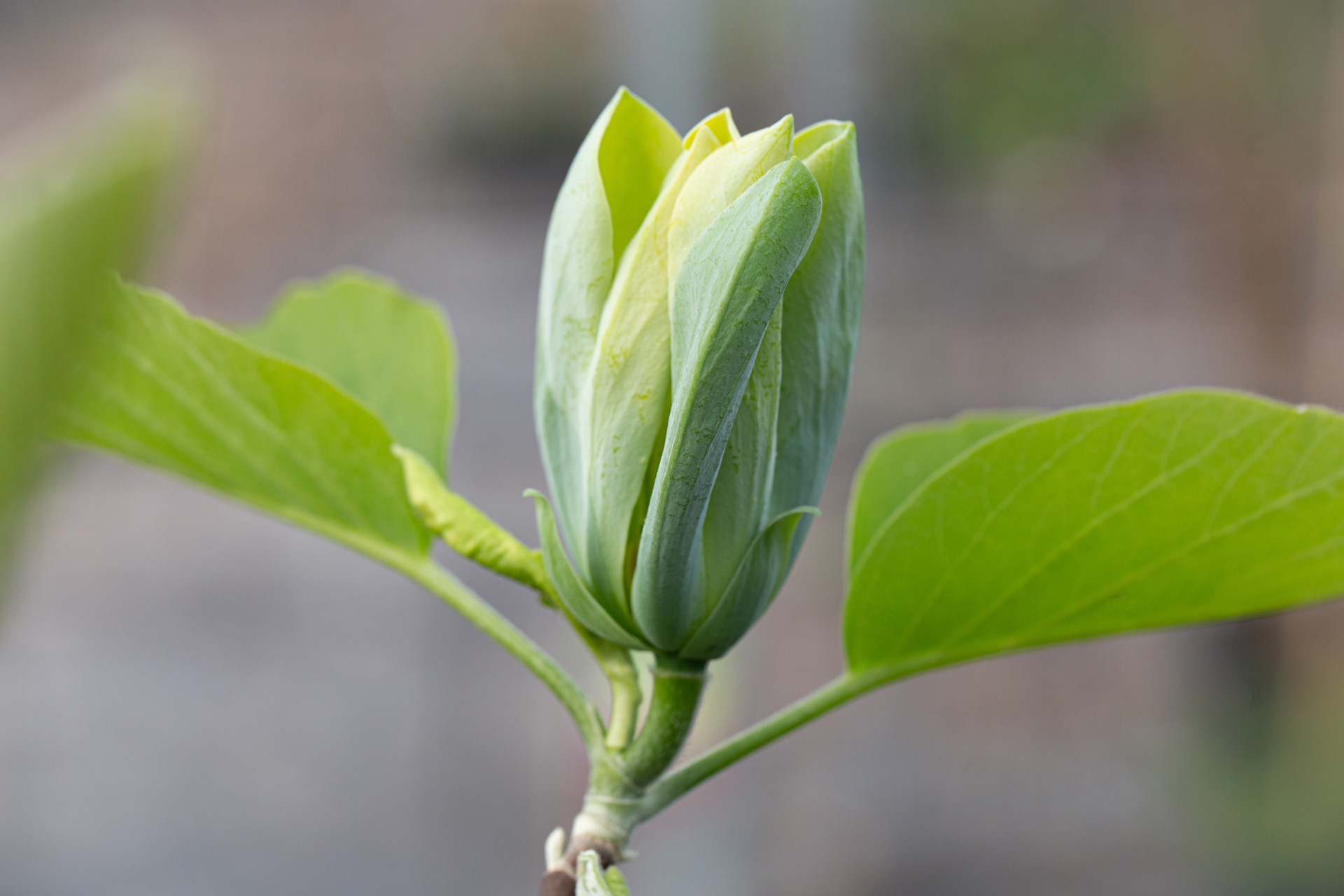 Magnolia 'Blue Opal' | Magnolia Trees | Ornamental Trees | Frank P Matthews