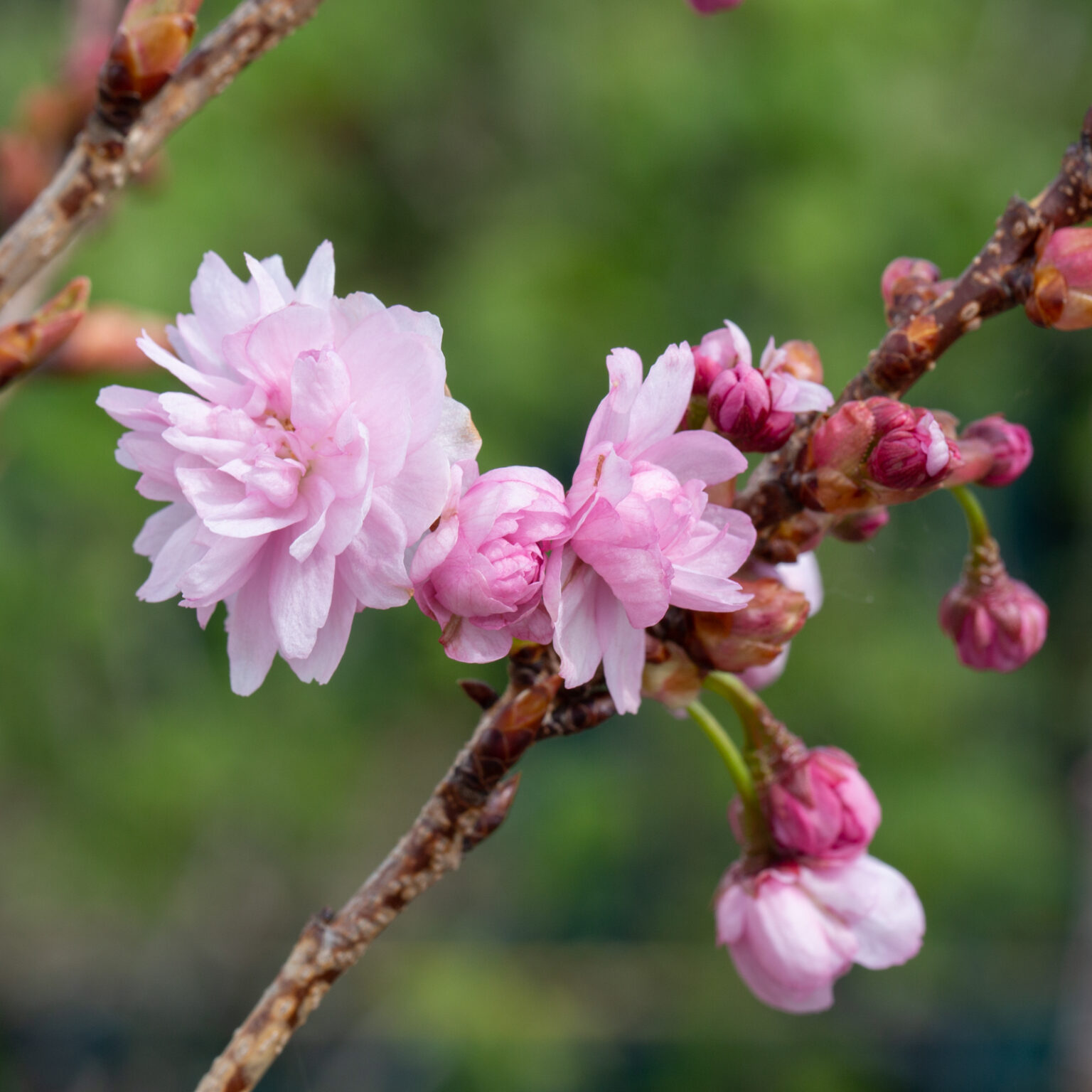 Prunus 'Asano' | Flowering Cherry | Ornamental Trees | Frank P Matthews