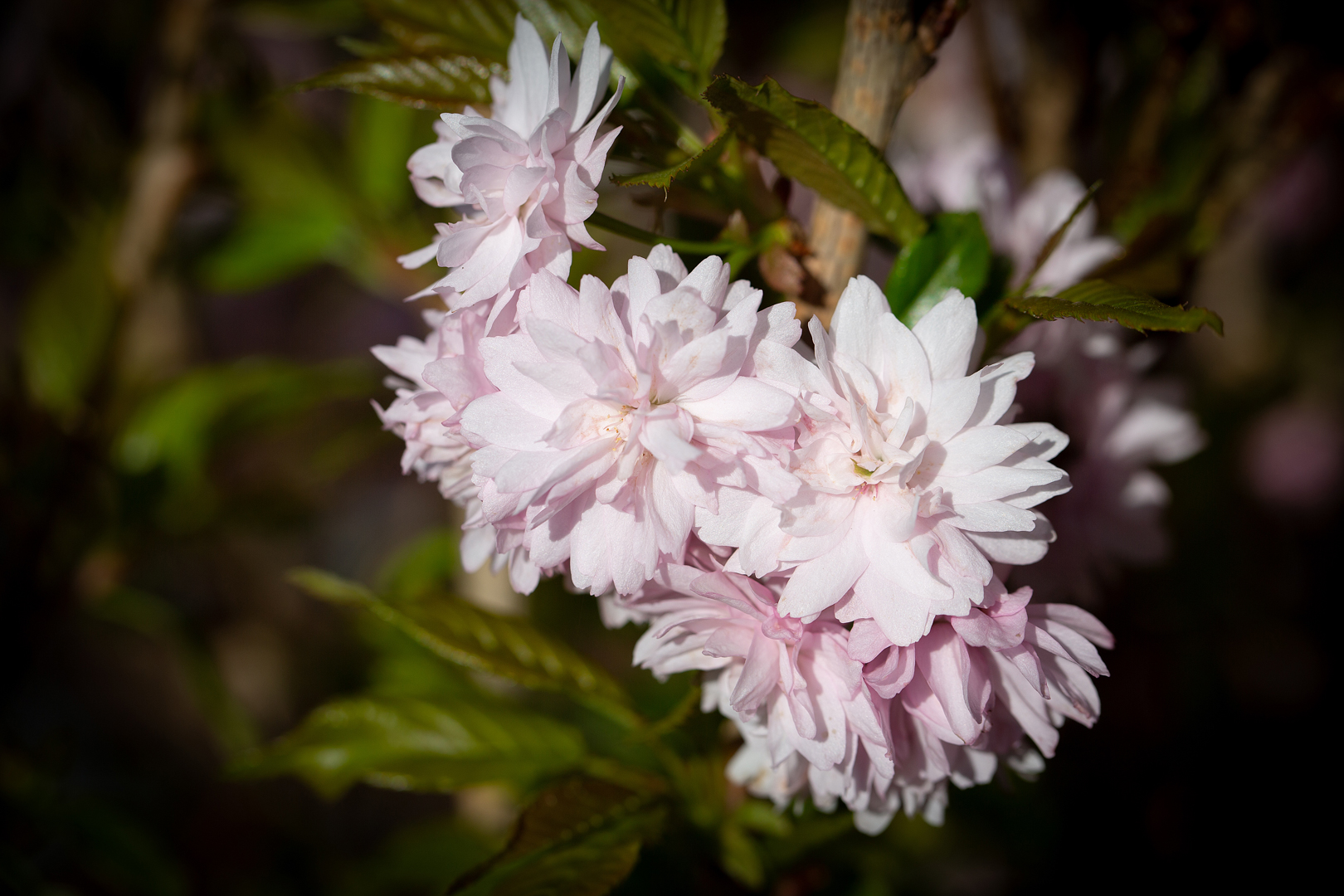 Prunus 'Asano' | Flowering Cherry | Ornamental Trees | Frank P Matthews