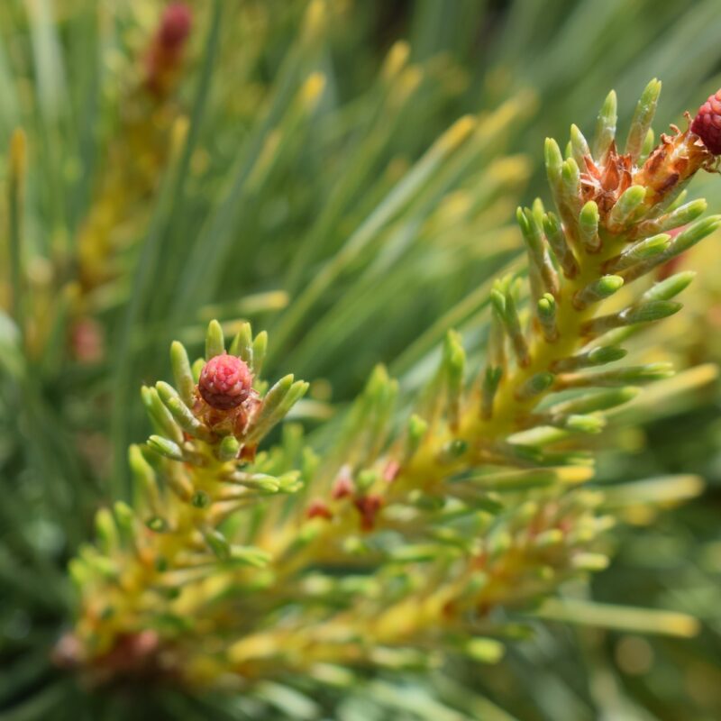 Pinus sylvestris 'Gold Medal' | Frank P Matthews