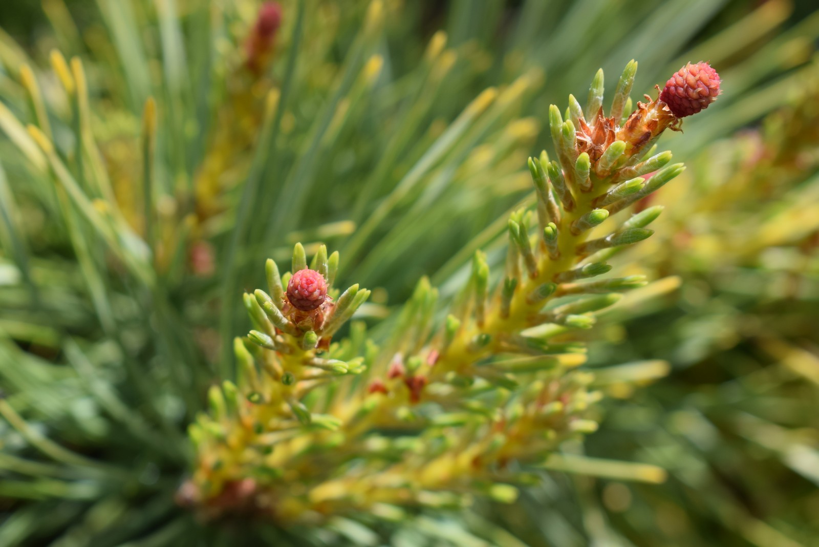 Pinus sylvestris 'Gold Medal' | Scots Pine | Ornamental Trees | Frank P ...