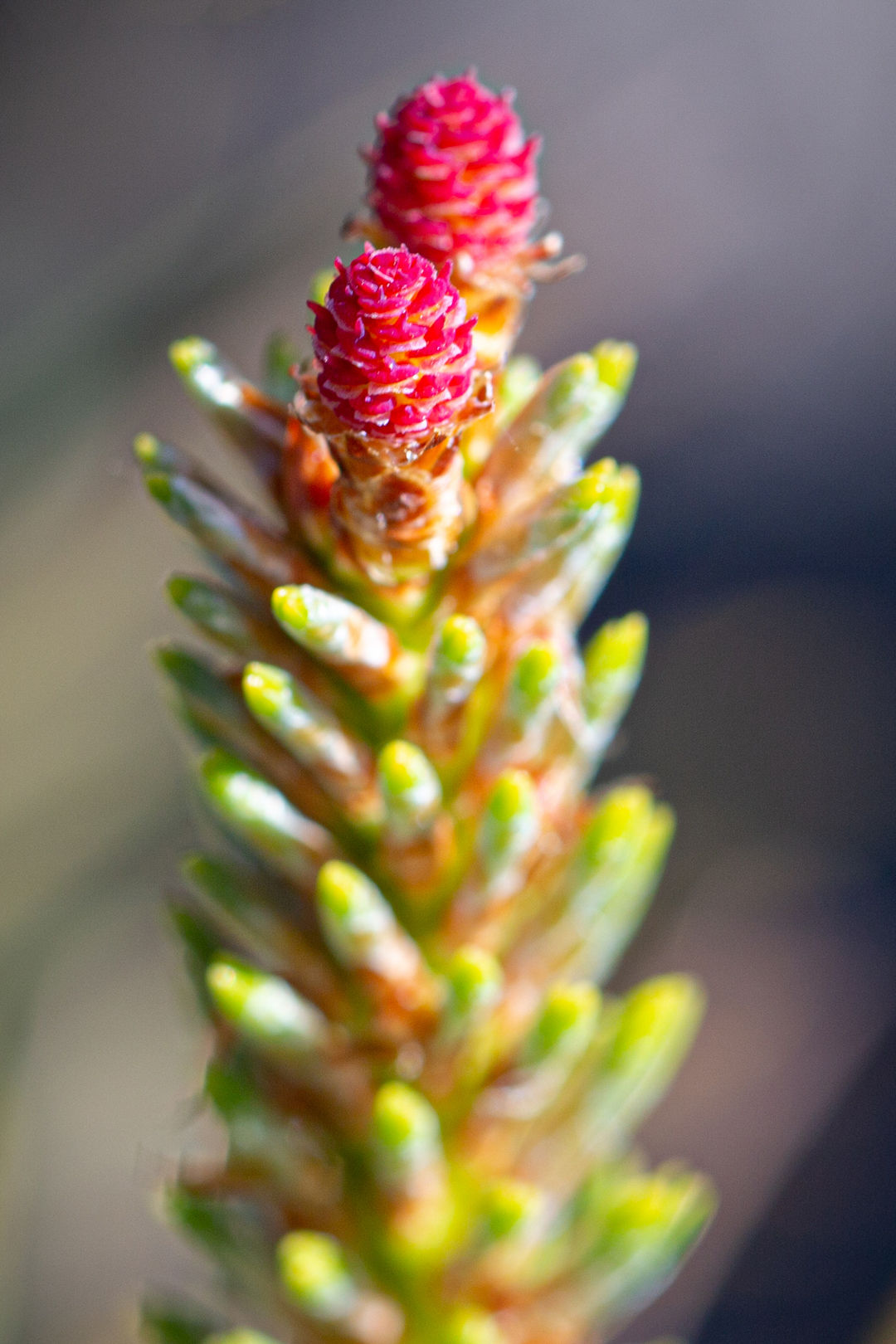 Pinus sylvestris 'Gold Medal' | Scots Pine | Ornamental Trees | Frank P ...