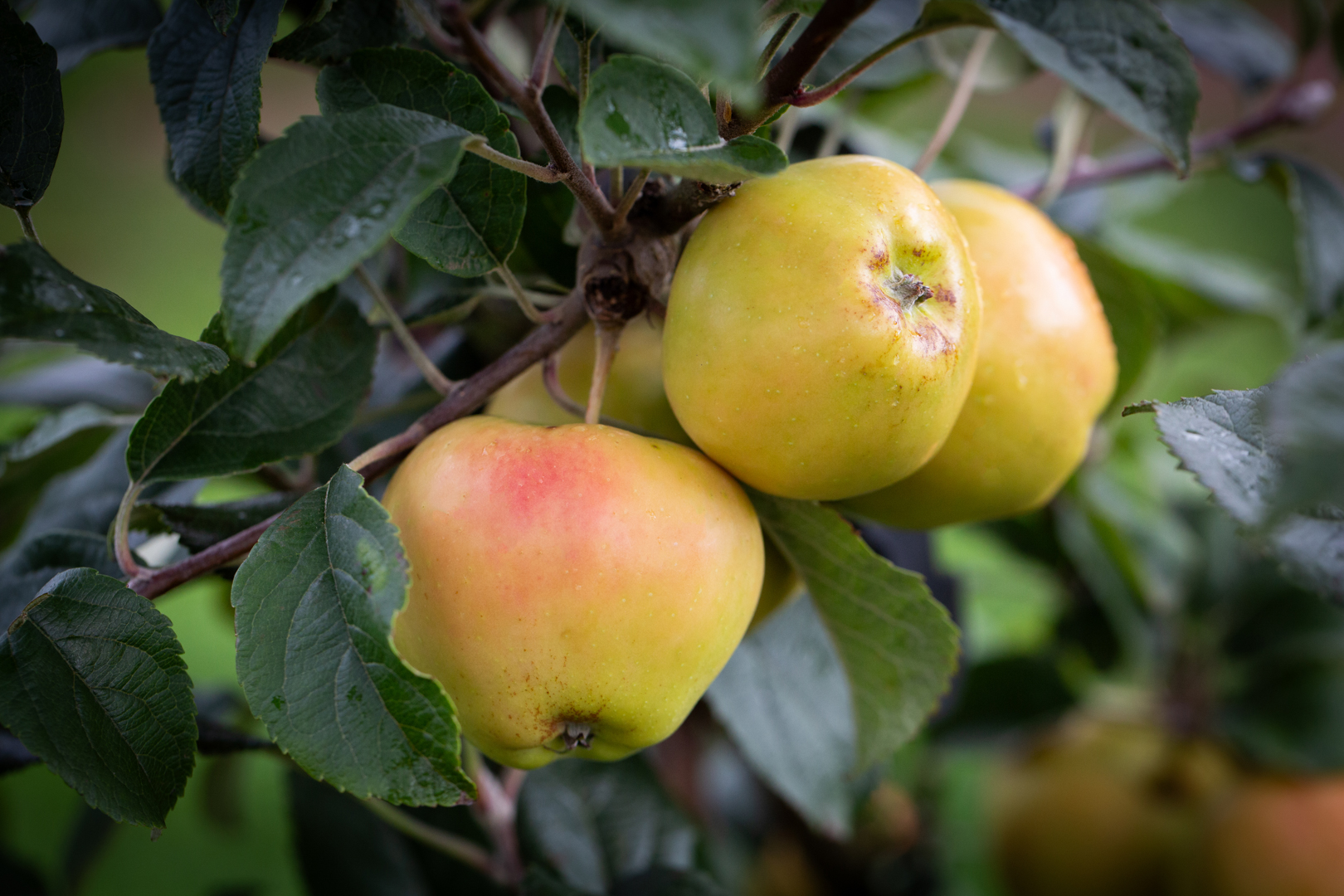 Hidden Rose | Apple Tree | Fruit Trees | Frank P Matthews