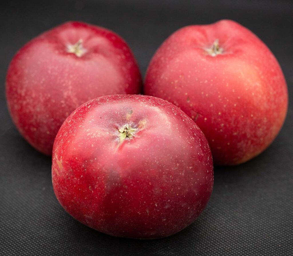 Melrose Belmonte® | Frank P Matthews