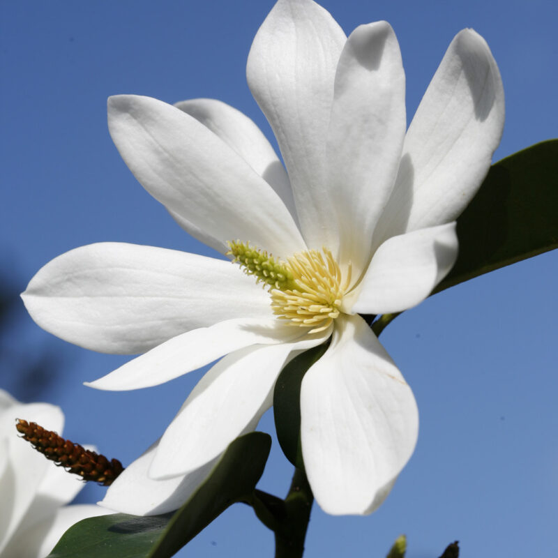 Magnolia 'Fairy White'™ (MicJur05) | Frank P Matthews