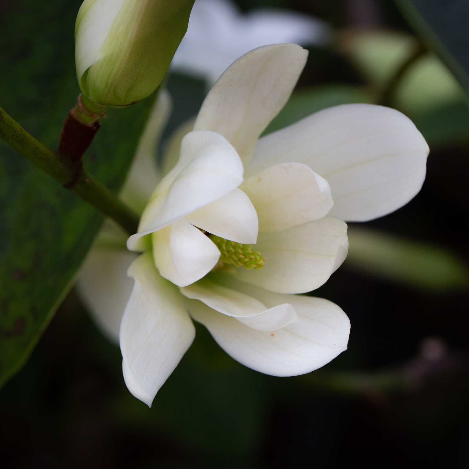 Magnolia 'Fairy White'™ (MicJur05) | Frank P Matthews