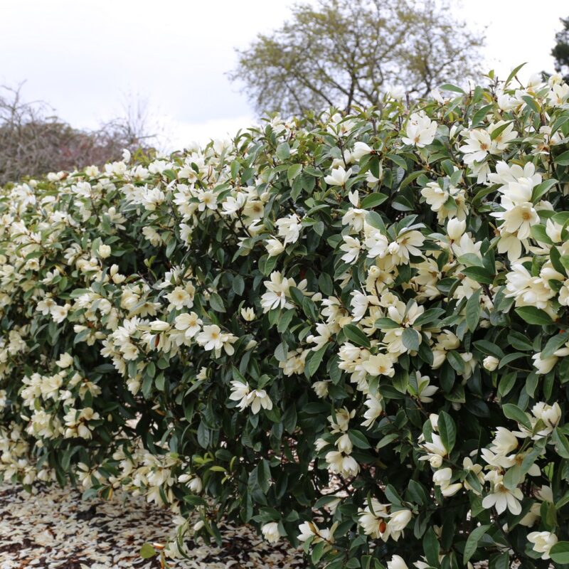 Magnolia 'Fairy Cream'™ (MicJur02) | Frank P Matthews