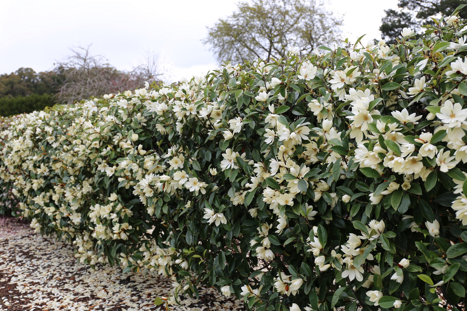 Magnolia 'Fairy Cream'™ (MicJur02) | Frank P Matthews