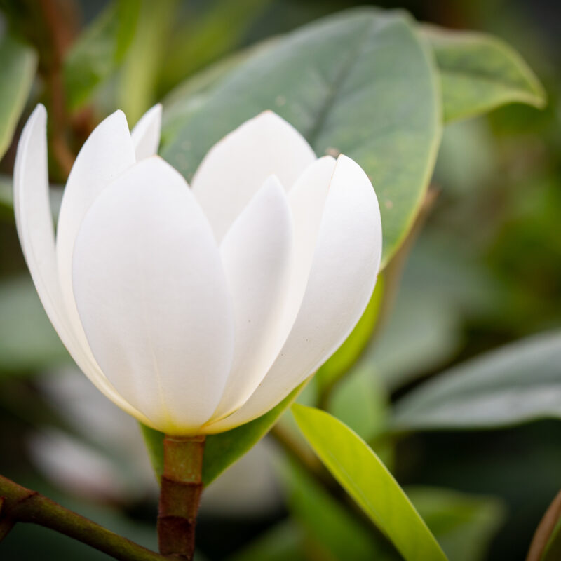 Magnolia 'Fairy Cream'™ (MicJur02) | Frank P Matthews