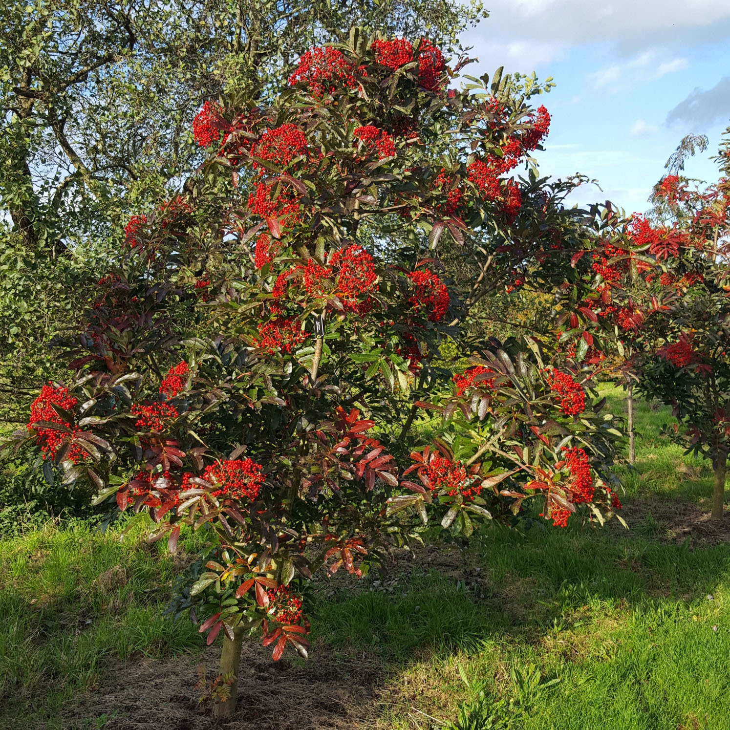Sorbus splendens | Frank P Matthews