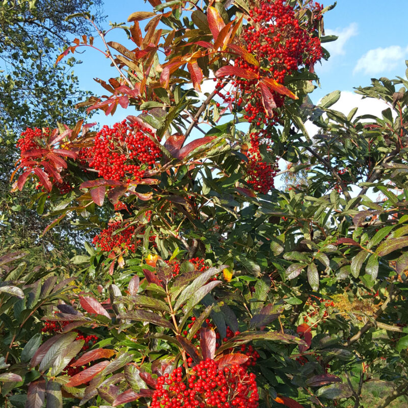 Sorbus splendens | Frank P Matthews