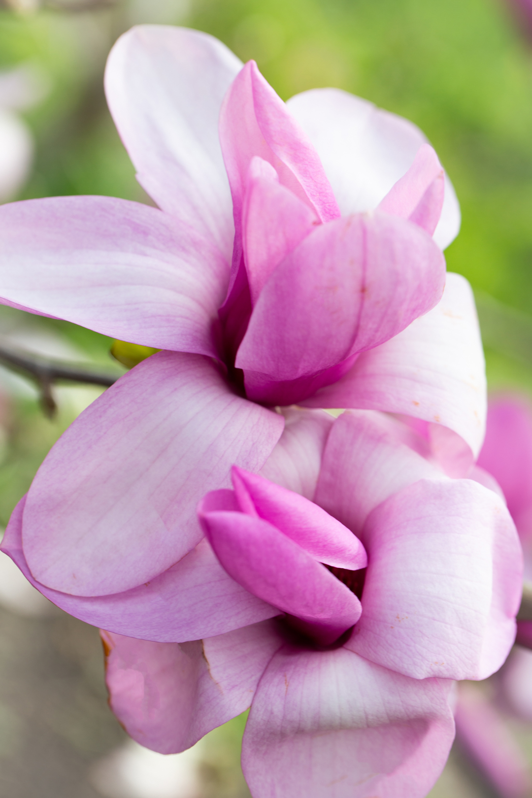Magnolia acuminata 'Apollo' | Frank P Matthews