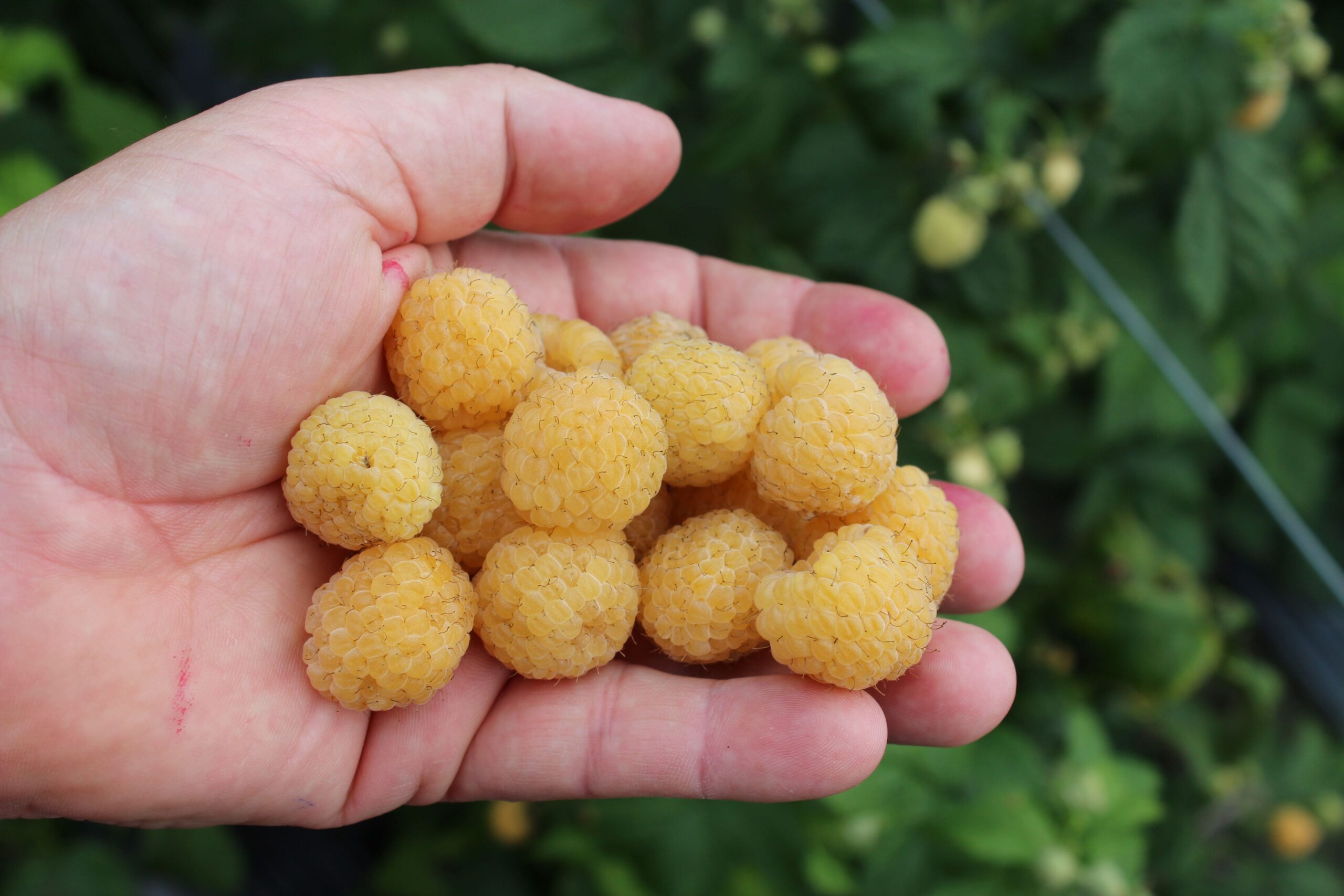 Buy Lowberry® Goodasgold Raspberry Canes | Frank P Matthews