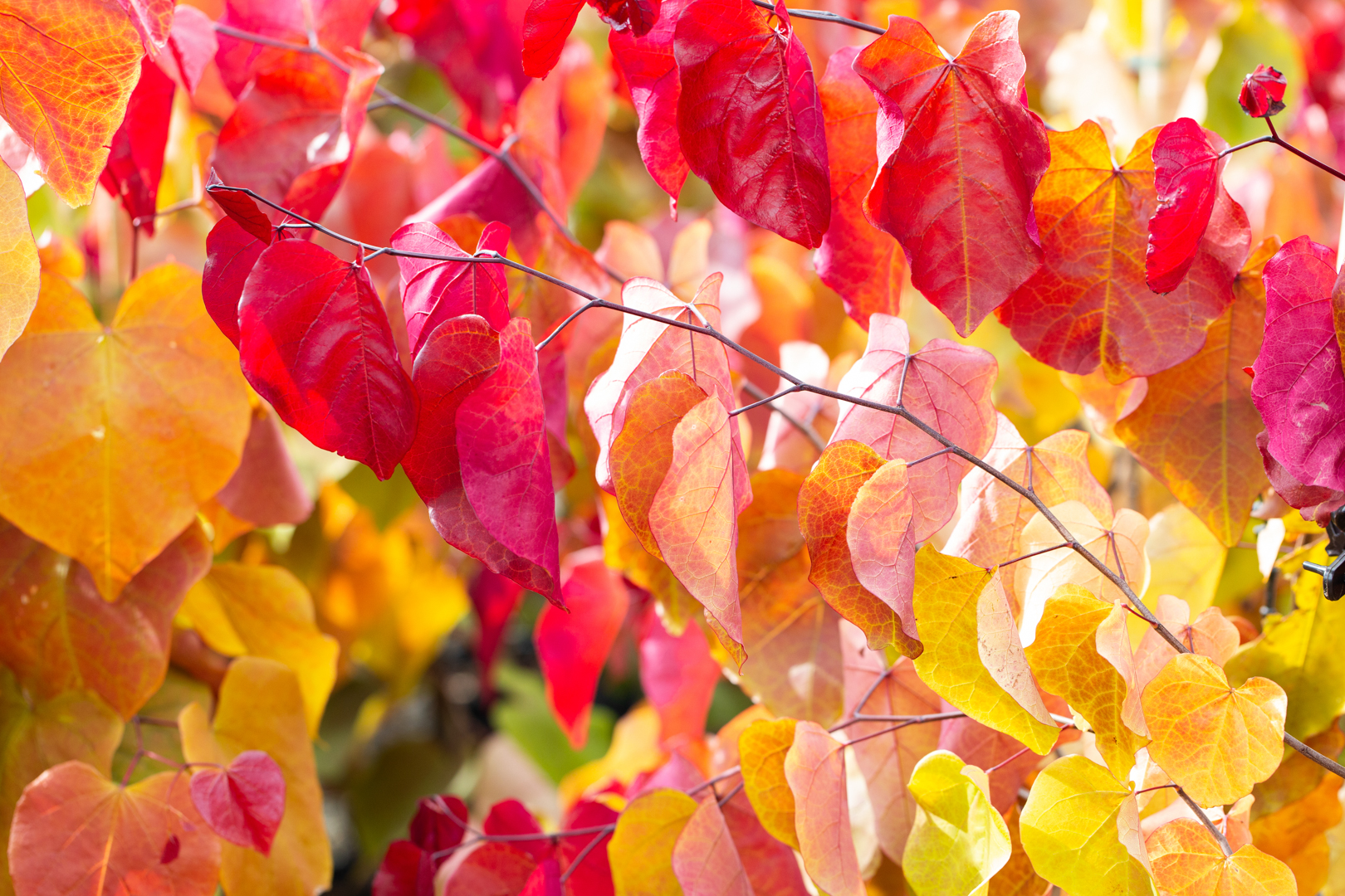 Cercis canadensis 'Eternal Flame'® | Frank P Matthews Cercis canadensis 'Eternal Flame'® | Frank P Matthews