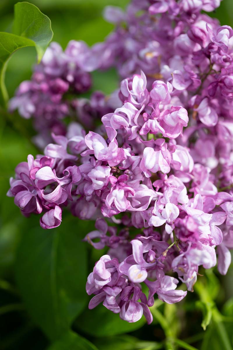 Syringa vulgaris 'Mrs Edward Harding' | Frank P Matthews