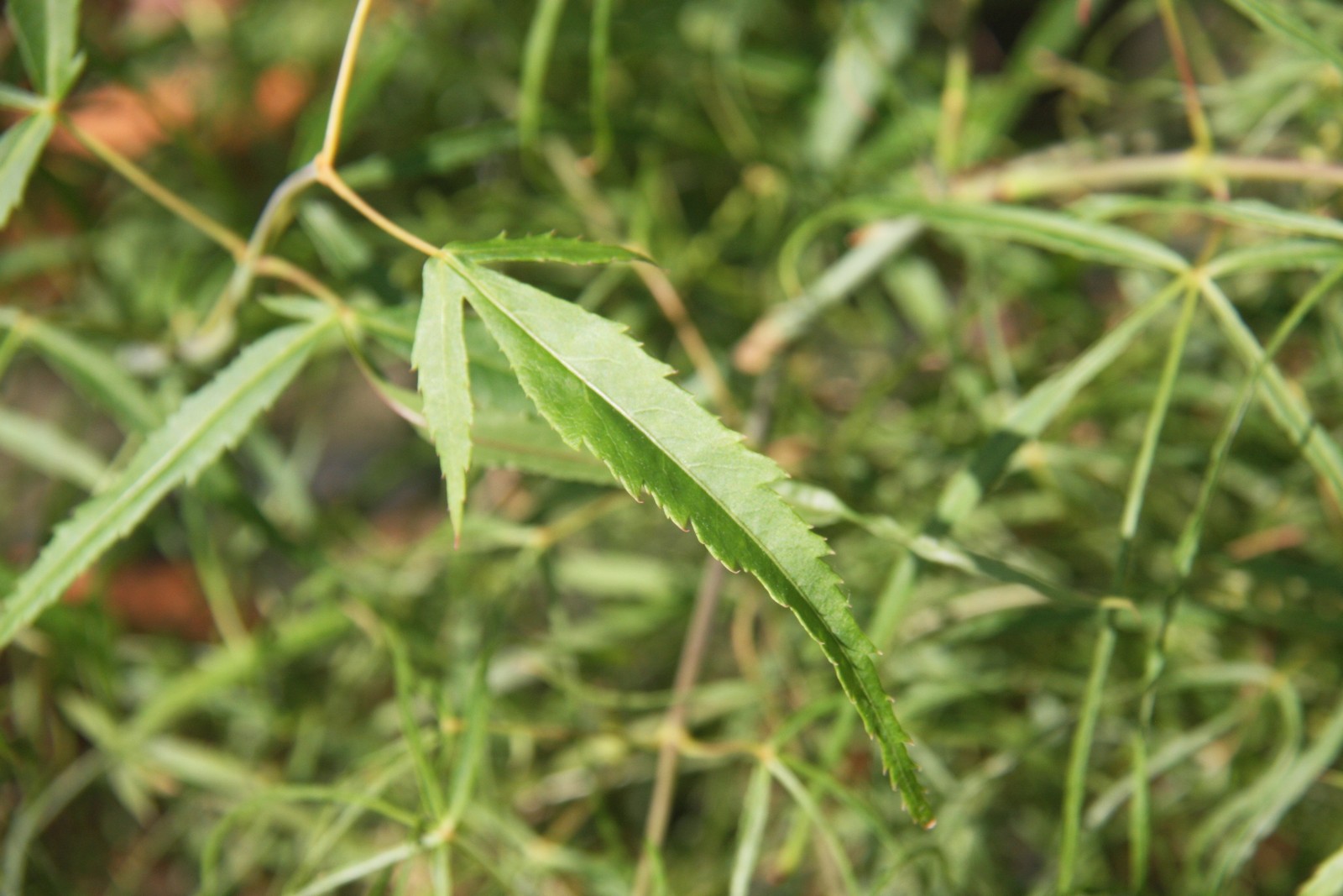 Acer palmatum 'Kinshi' | Japanese Maple | Ornamental Trees | Frank P ...