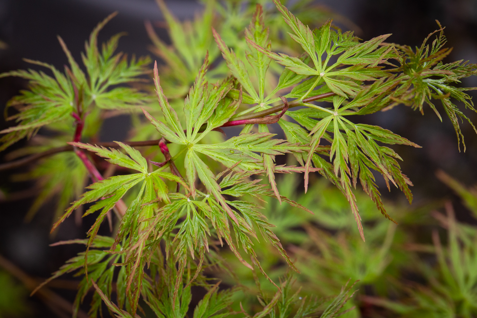 Acer palmatum 'Seiryu' | Japanese Maple | Ornamental Trees | Frank P ...