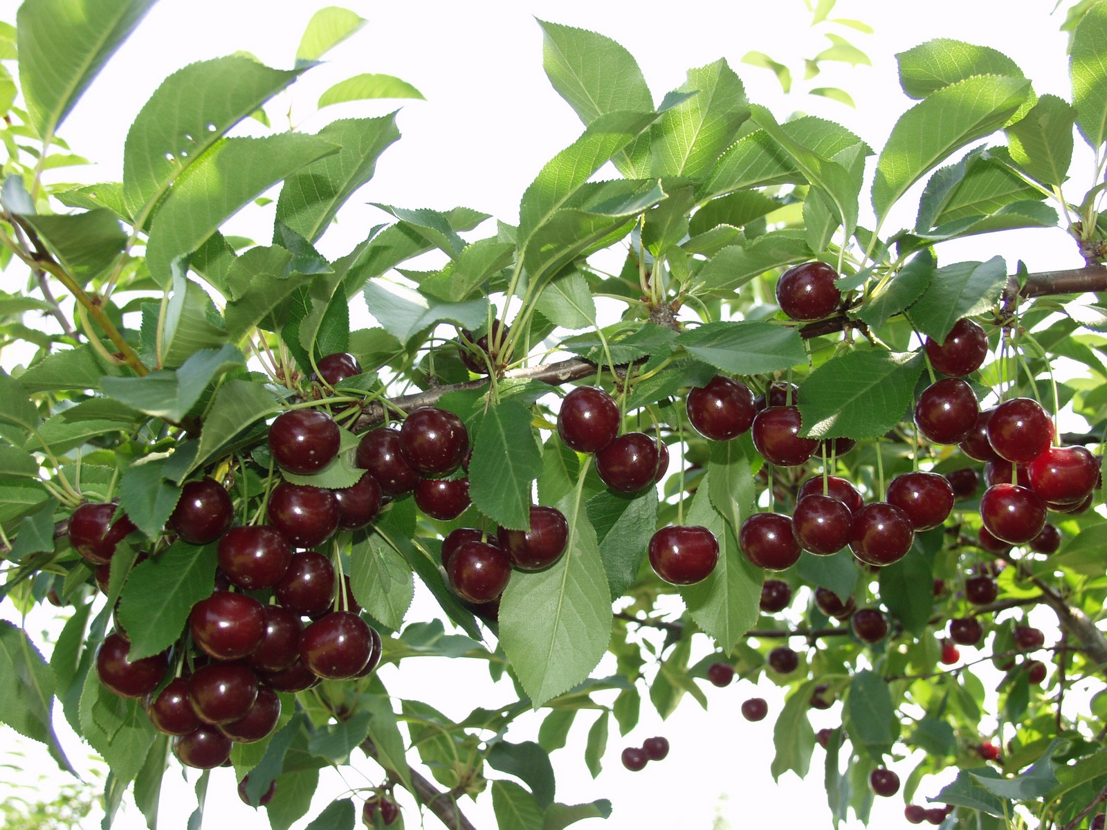 Athos® | Frank P Matthews