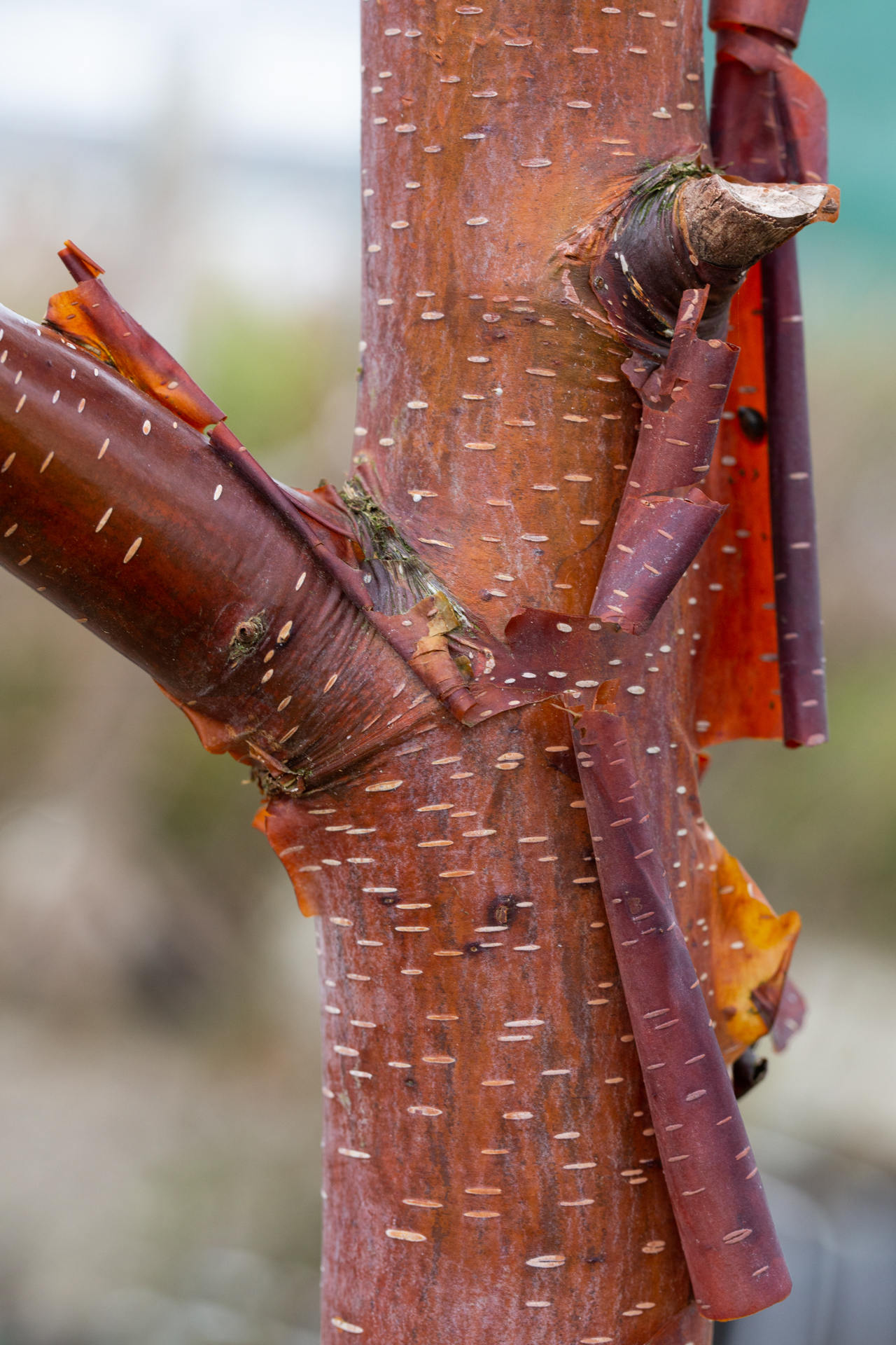 Cinnamon Bark Tree