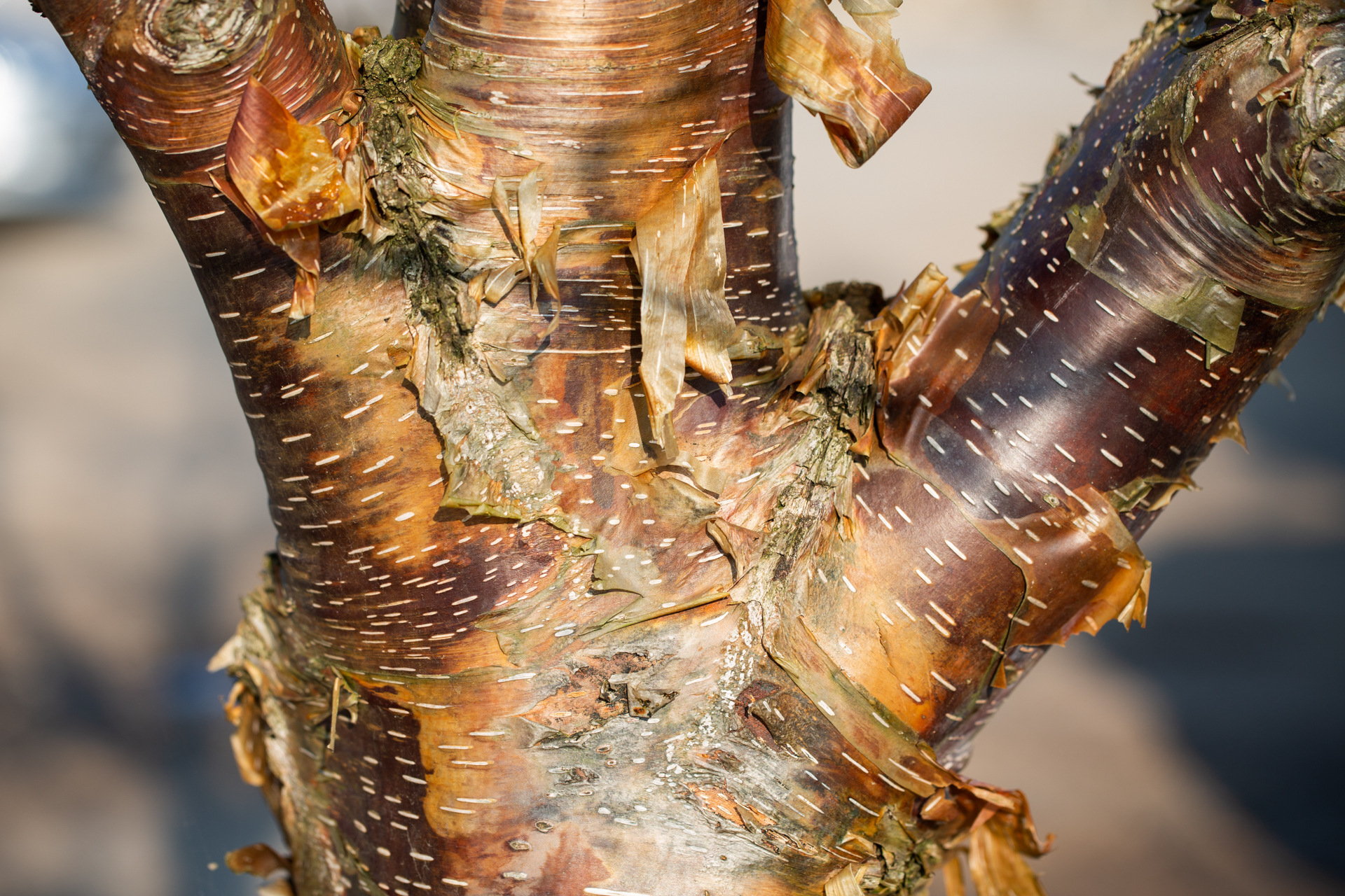 Betula utilis 'Dark-Ness' | Himalayan Birch | Ornamental Trees | Frank ...