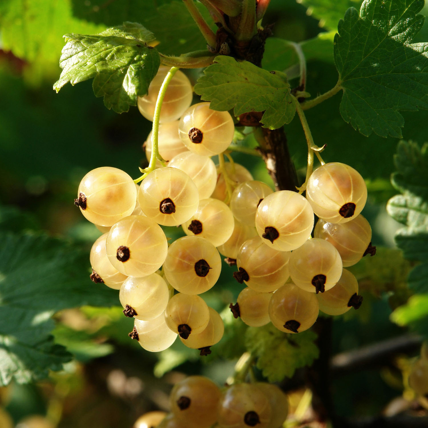 Blanka | Frank P Matthews