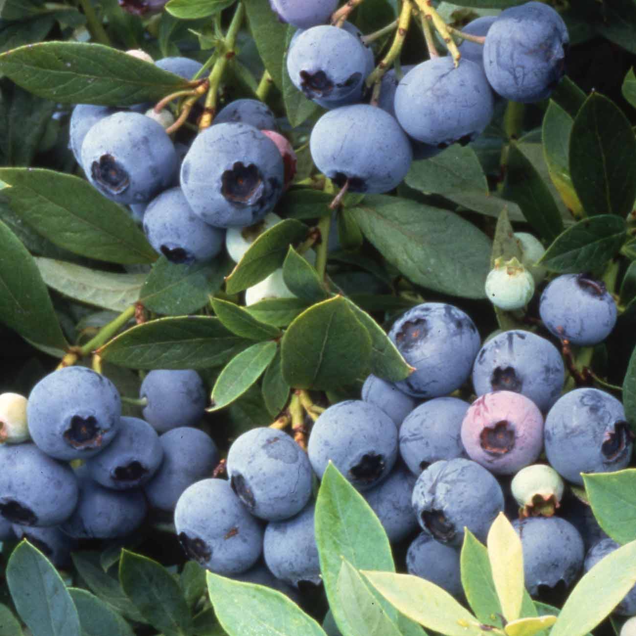 Bluecrop | Blueberry | Soft Fruit Bushes | Frank P Matthews