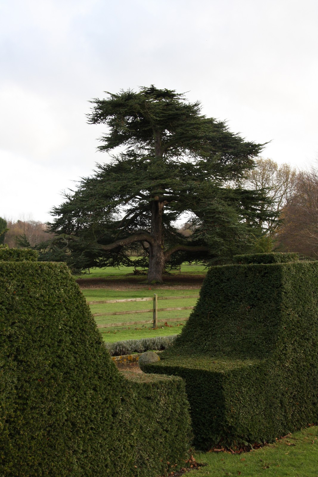 Cedrus libani | Cedar of Lebanon | Ornamental Trees | Frank P Matthews