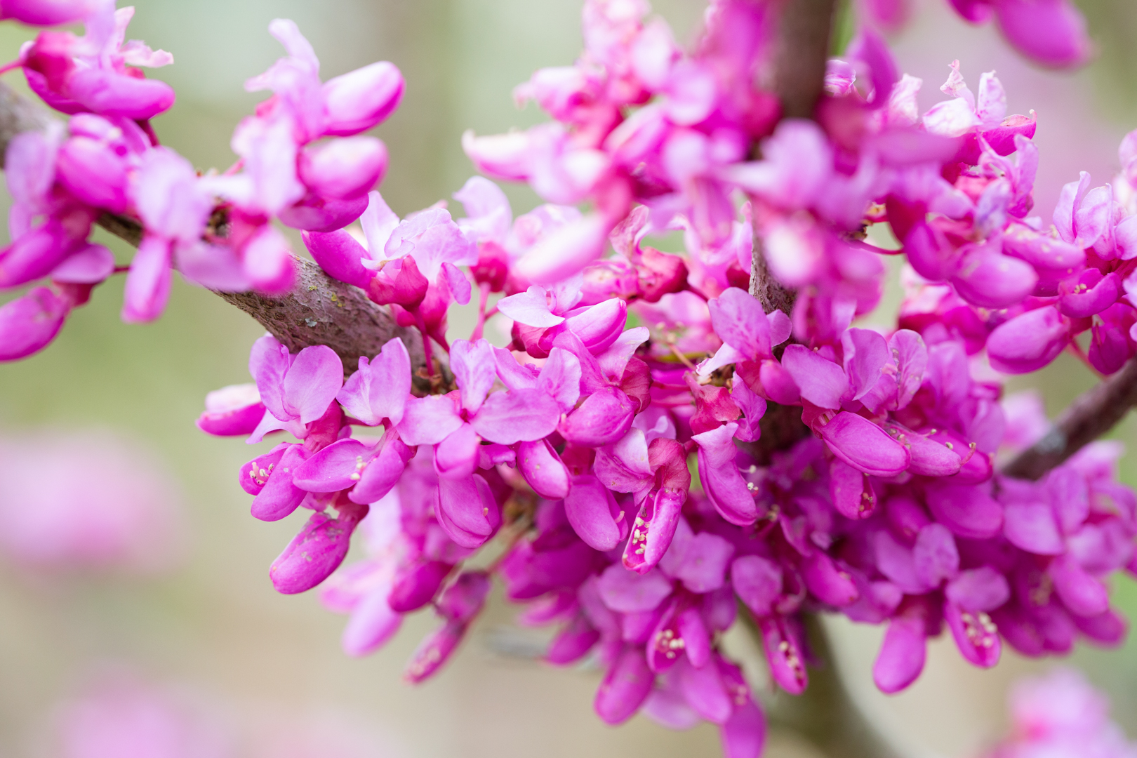 Cercis chinensis 'Avondale' | Chinese Redbud | Ornamental Trees | Frank ...