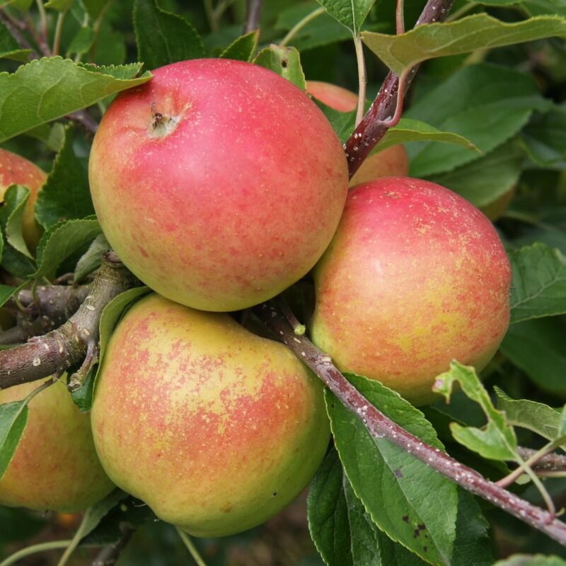 Ribston Pippin | Frank P Matthews