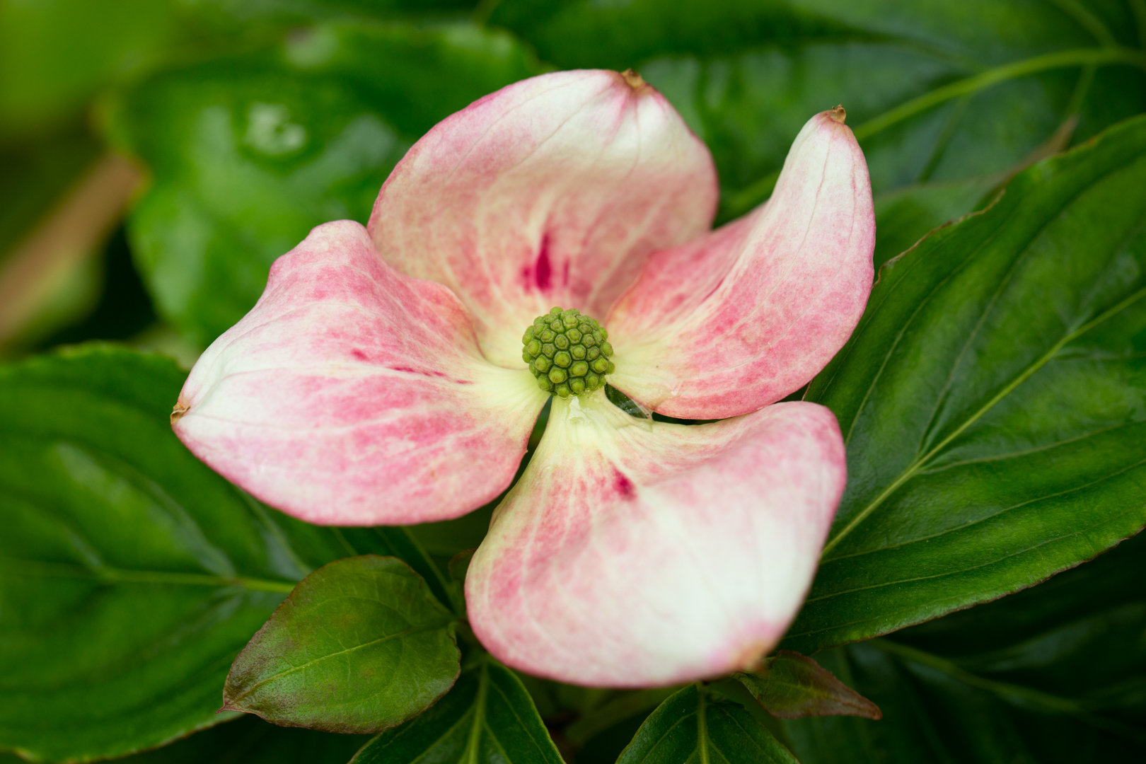 Cornus florida | Frank P Matthews