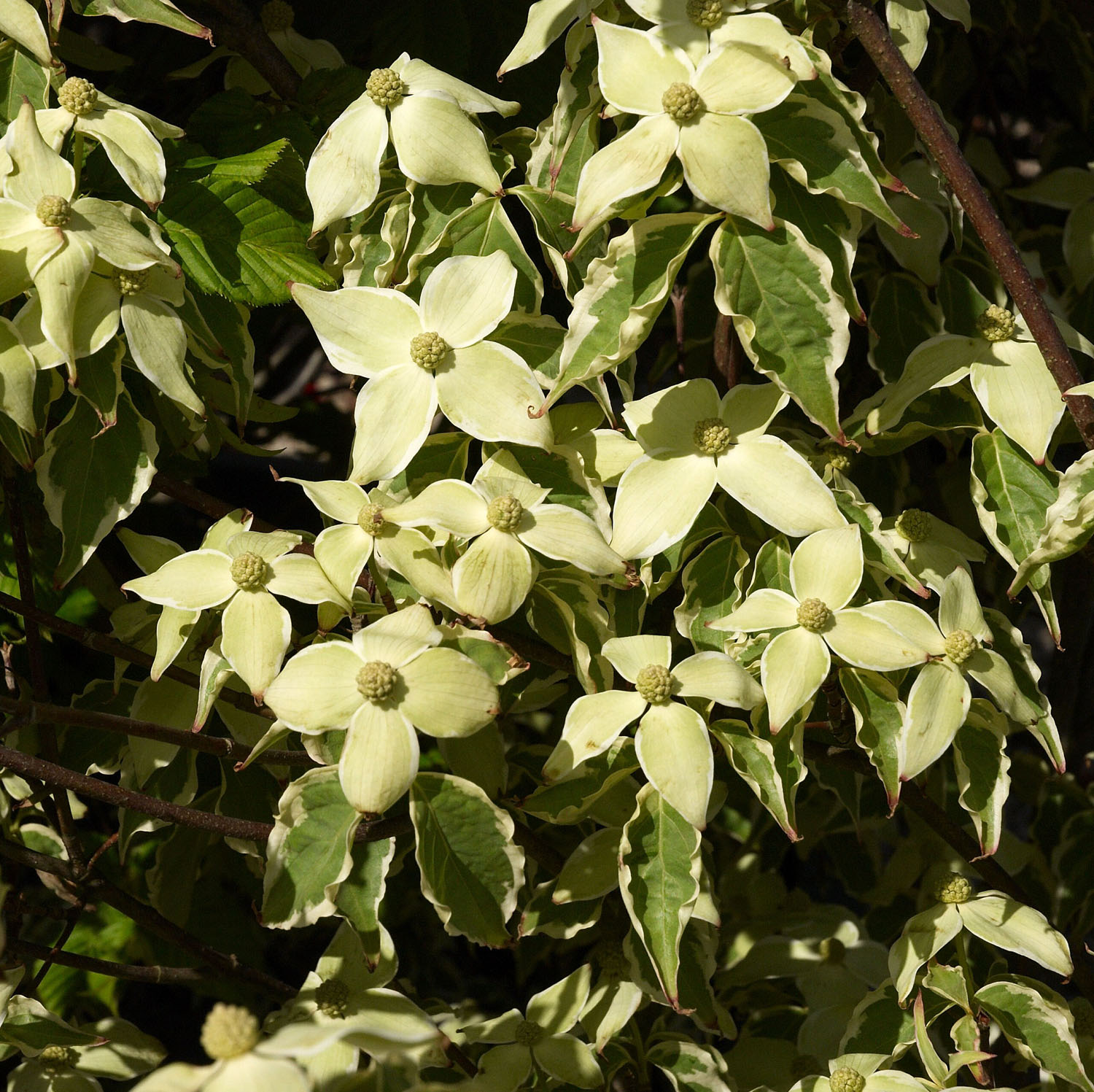 Cornus kousa 'Samaritan'® (Samzan) | Frank P Matthews