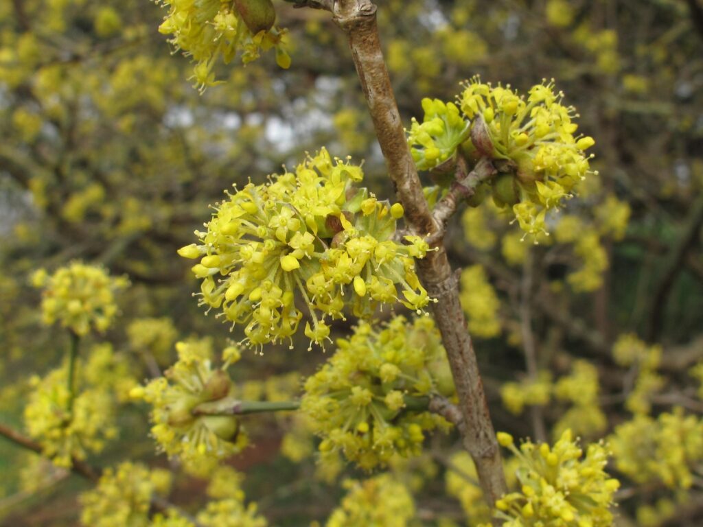 Cornus mas | Frank P Matthews
