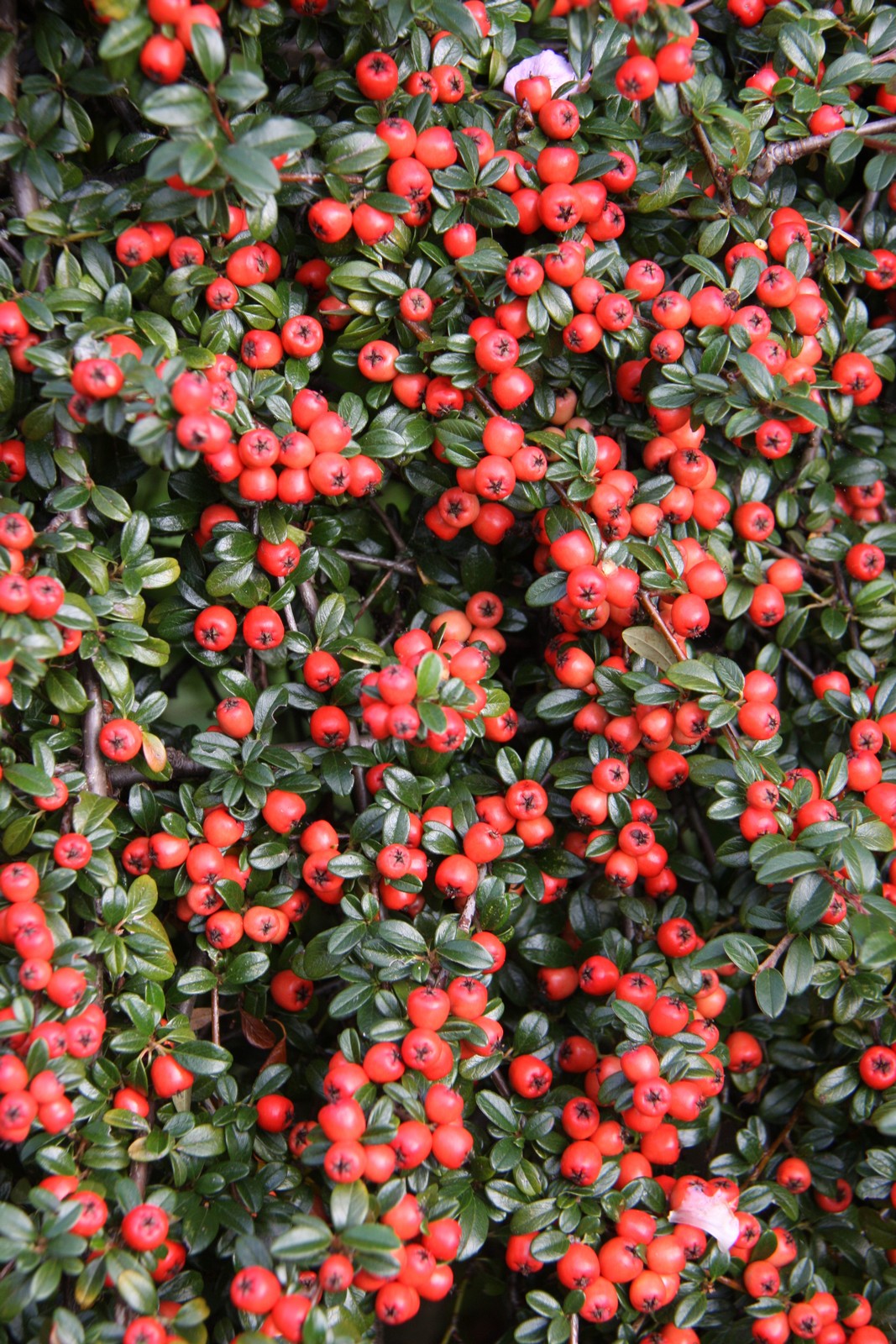 Cotoneaster x suecicus 'Coral Beauty' | Cotoneaster | Frank P Matthews
