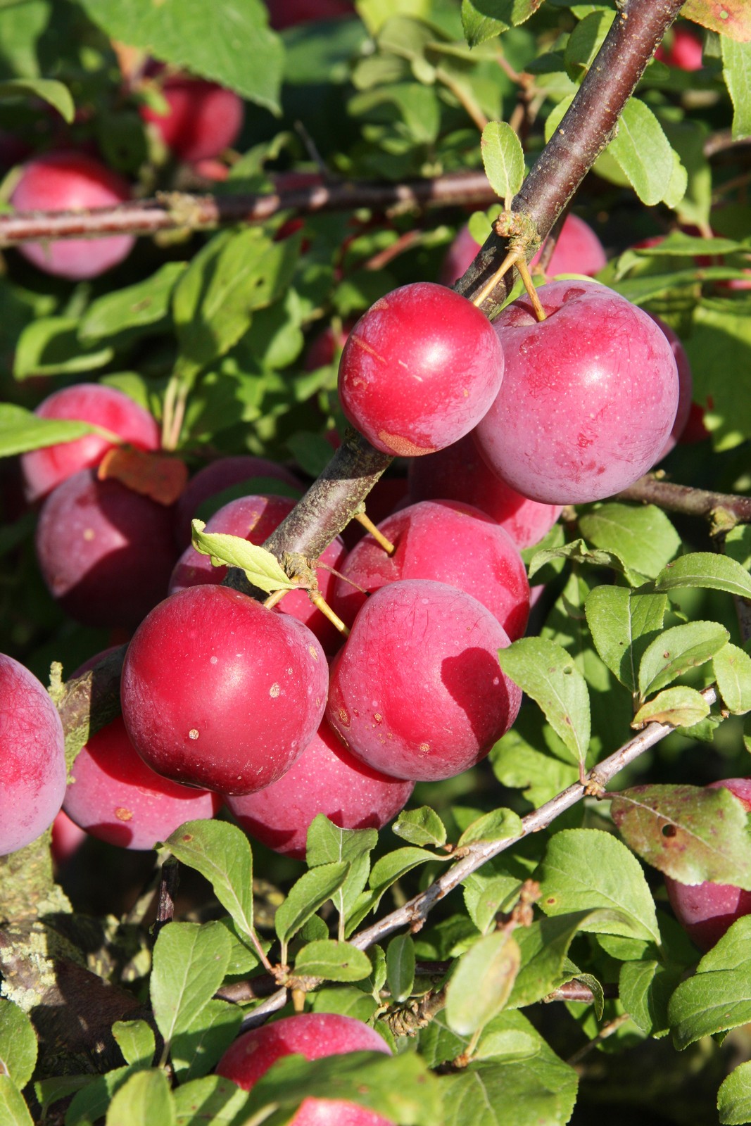 Countess | Mirabelle | Fruit Trees | Frank P Matthews