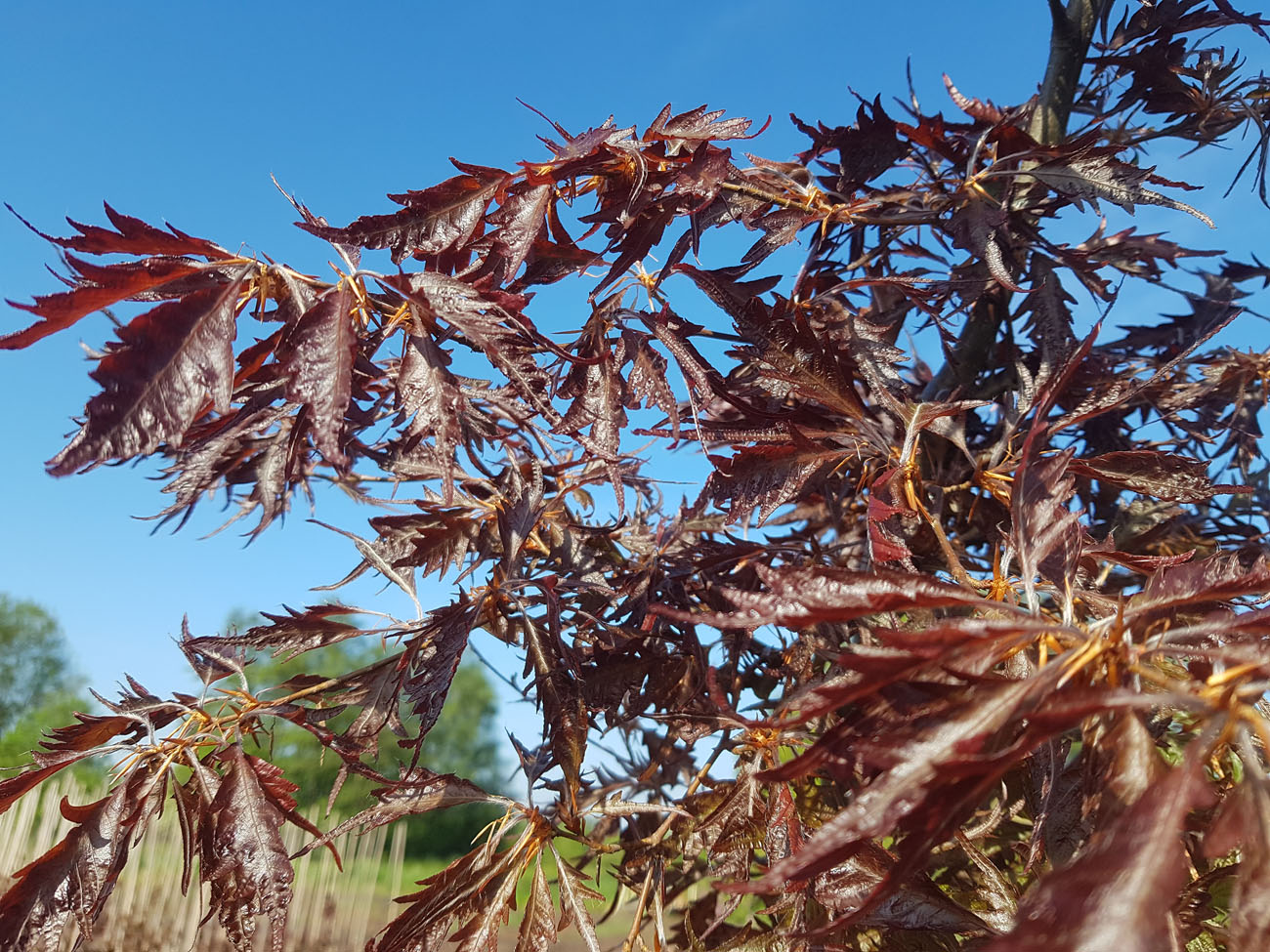 Feather Trees With Leaves